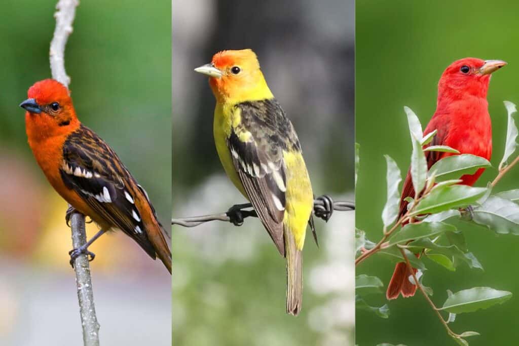 5 Types of Tanagers (in North America) - Bird Feeder Hub