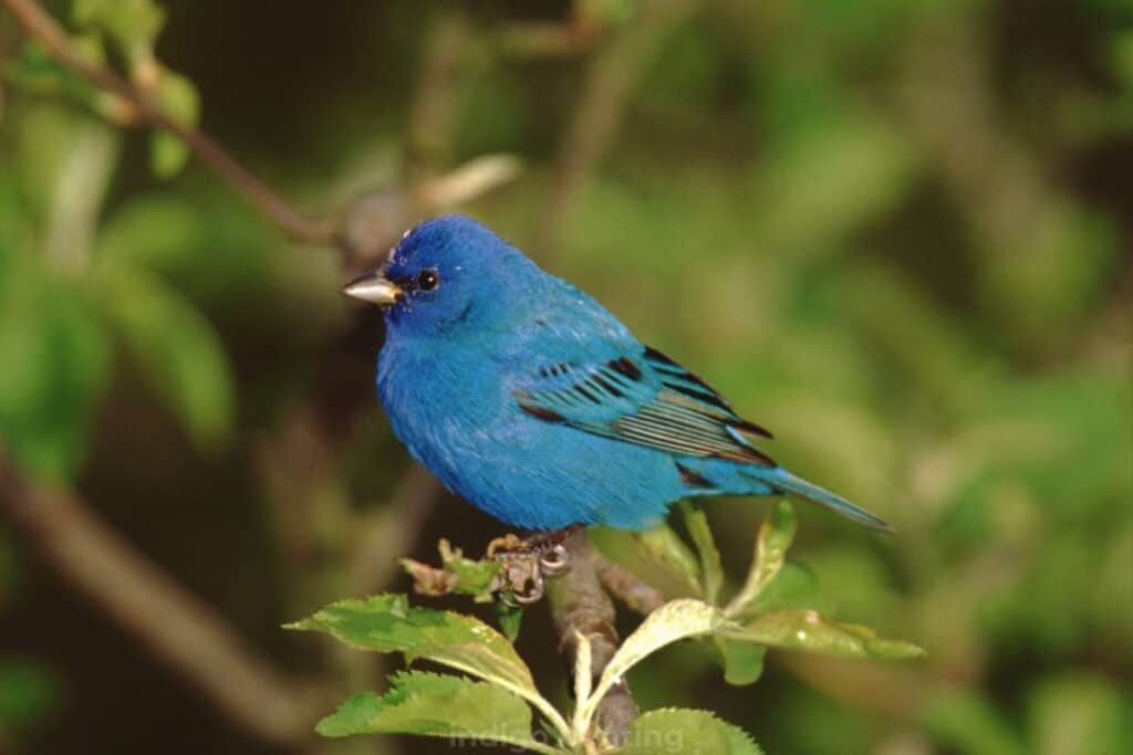How to Attract Buntings to Your Yard (9 Tips) - Bird Feeder Hub