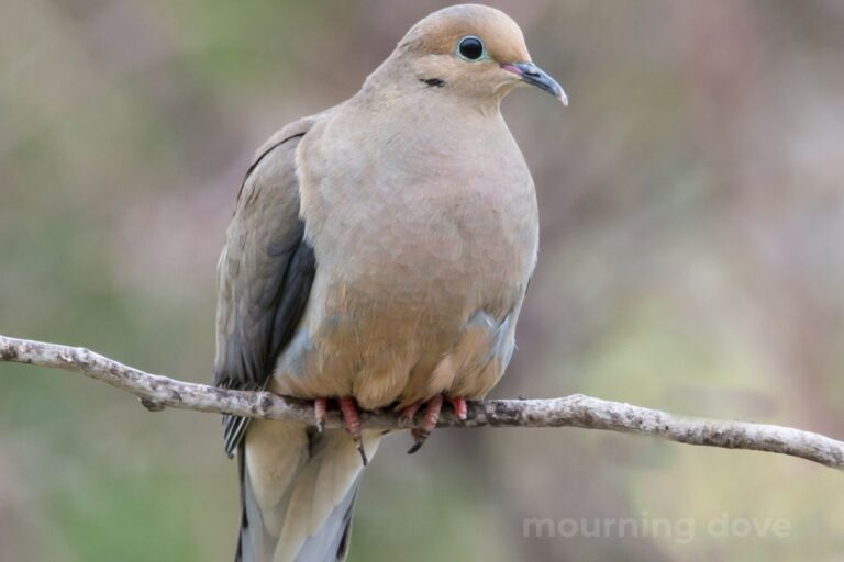How to Attract Mourning Doves to Your Yard (7 Tips) - Bird Feeder Hub